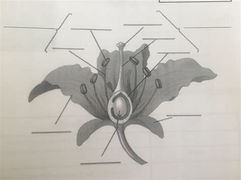 Plant Reproduction Diagram Quizlet