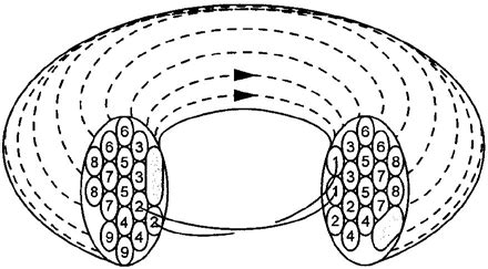 5 The Arrangement Of Multiple Loops Of A Continuous DNA Molecule Packed Download Scientific