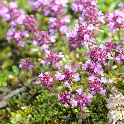 Best Ground Cover Plants To Prevent Weeds Ideal Home