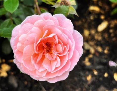 ვარდი ვარდი Lily Beth Flickr