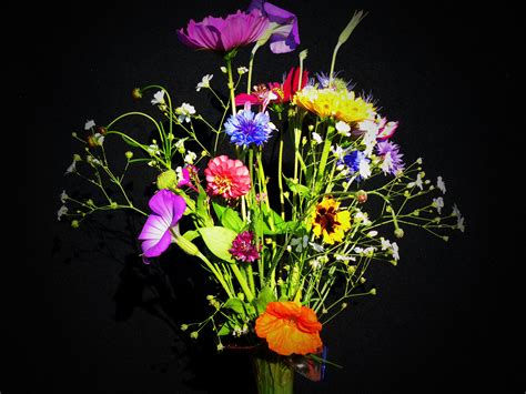 무료 이미지 꽃잎 색깔 화려한 플로라 정물 삽화 야생화 수레 국화 미술 선명한 플로리스트 리 생일 꽃다발 꽃 초원 백일초 한련 꿀벌 금잔화