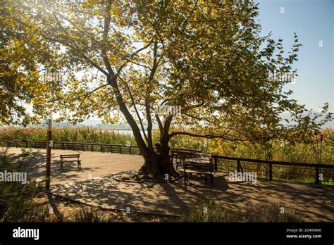 Romantic Wooden Walkway In Trees By The Lake Stock Photo Alamy
