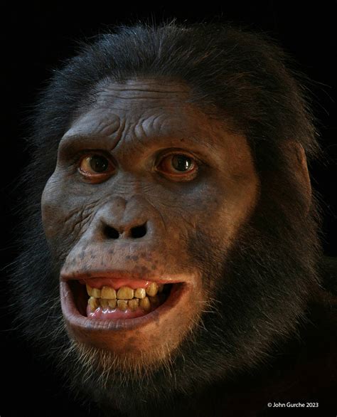 Australopithecus Africanus Mchenry County College