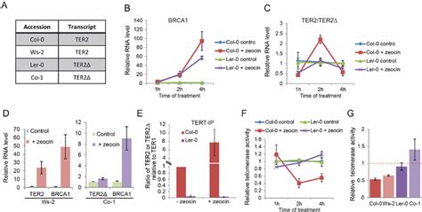 Dsb Mediated Rna Induction And Telomerase Inhibition Are Associated Download Scientific Diagram