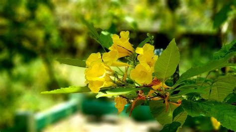 Esperanza Yellow Bells Backiee