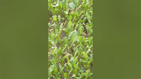 تارا میرا اگھا ھوا Youtube