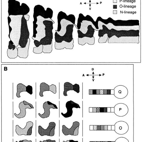 Schematic Summary Of Morphogenetic Events Leading To Ectodermal Download Scientific Diagram