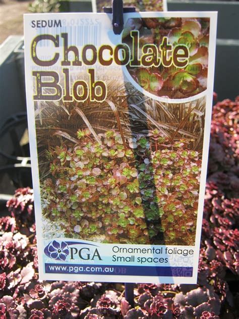 Sedum Chocolate Blob