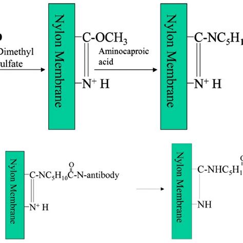 The Schematic Representation Of The Immobilization Of An Antibody Onto