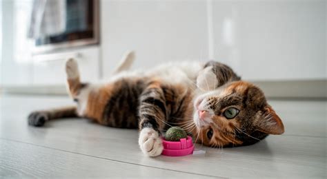 Os Mistérios Do Catnip Como Ele Funciona Vida Mais Rom Rom