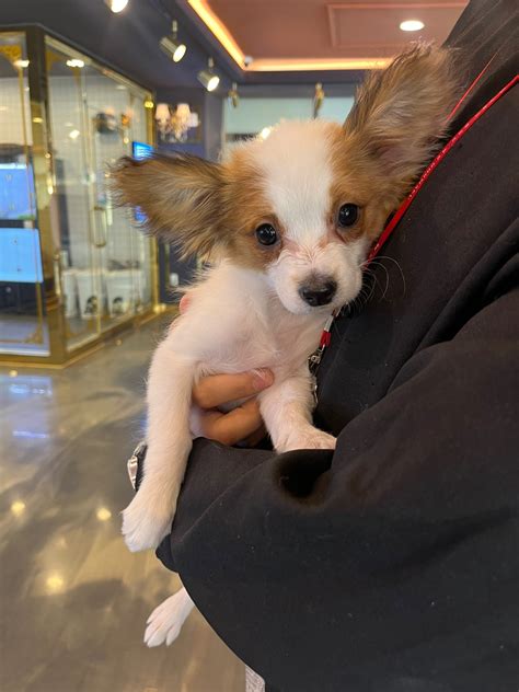 올드잉글리쉬쉽독 원평 푸숑특징 고양이특징 랙돌특징 러시안블루특징 먼치킨특징 브리티쉬숏헤어특징 노르웨이숲특징 데본렉스특징 뱅갈특징 샴특징 셀커크렉스특징 스코티쉬폴드특징