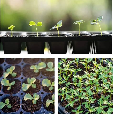 200 Cavities Seedling Tray Ideal For Agricultural Nurseries