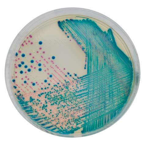 Chromogenic Media Chromagar™ Scharlab