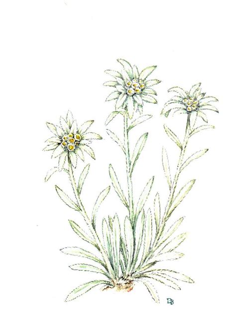 Червената книга на България