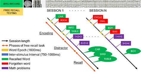 Free Recall Task Design This Is A Schematic Representation Of