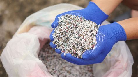 How To Plant Grow And Care For Persimmon Trees