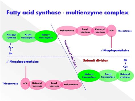 Biosynthesis Of Fatty Acids