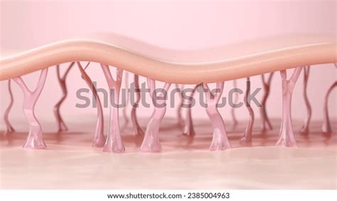 Skin Layer Elastin Collagen 3d Rendering Stock Illustration 2385004963 Shutterstock