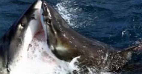 백상아리 Vs 백상아리 동족상잔 현장 포착