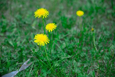 How To Tell Weeds From Flowers