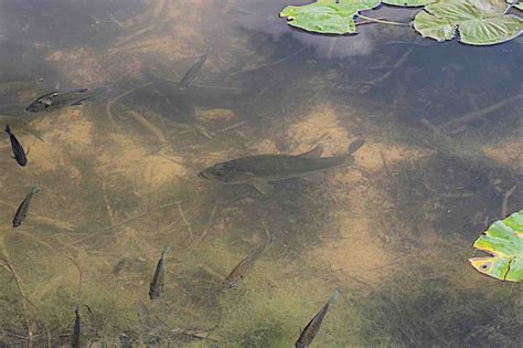 When Do Bass Spawn In Ponds Key Timings Unveiled