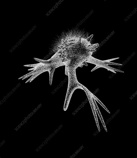 Cell With Pseudopodia Artwork Stock Image F002 8709 Science Photo Library