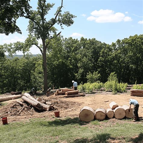 Cut Tree 3 Earth Buddies