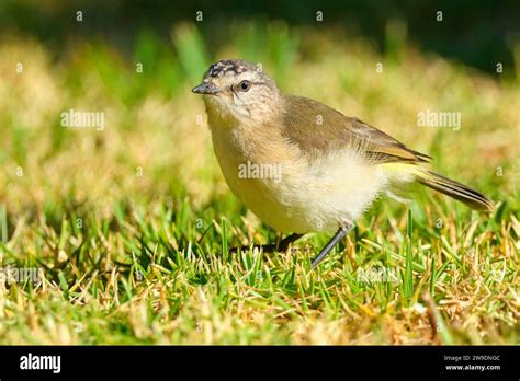 Un Jeune Thornbill à Rumpe Jaune Acanthiza Chrysorrhoa Un Oiseau