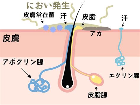 『汗をかかない原因』と『その対策方法』とは？健康リスクと改善策まで解説します│健康とリラクゼーションの専門店【梅研本舗】コラム