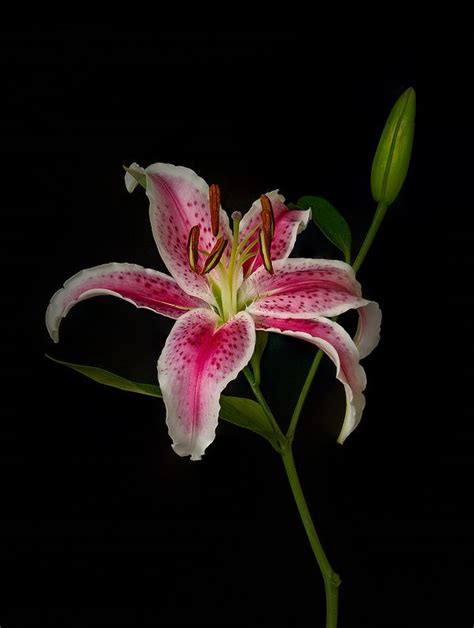 Stargazer Lily Portrait Stargazer Lily Tiger Lily Flowers Painting