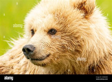 A Fluffy Cub Alaska These Cute Images Show Two Of The Fluffiest Cubs