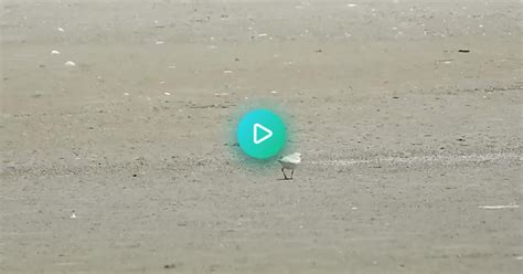 Piping Plover Videos 07 31 22 New Jersey Album On Imgur