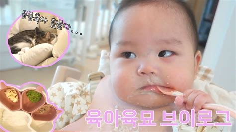 육아육묘 Vlog 6개월 아기 3살 남매묘 중기이유식 시작 토핑 이유식 도전 그런데 이유식 거부😱 호빵이의