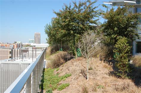 Urban Tree Planting Part Site Selection Trees For Energy Conservation