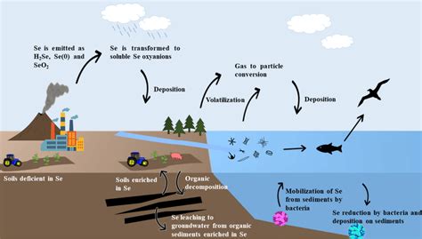 Simplified Biogeochemical Cycle Of Se Download Scientific Diagram