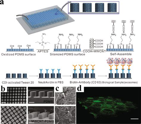 Array Of Functionalised PDMS Micropillars A Schematic Of The Download Scientific Diagram