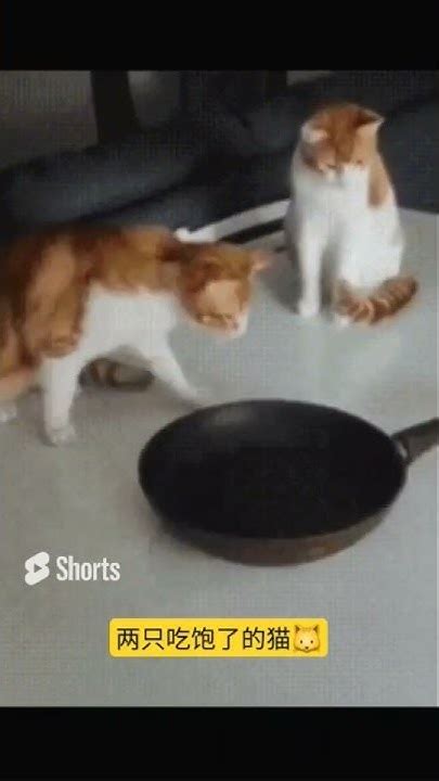 猫咪：下顿吃鱼还是吃虾？交给上帝吧 猫 Cats Youtube