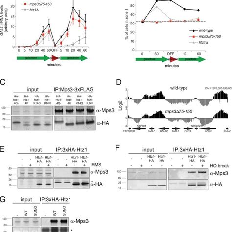 A Cell Line For Inducible Sequence Specific Dsb Induction A The