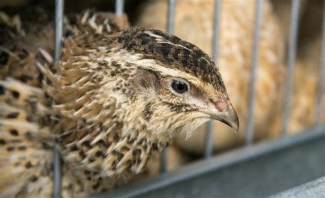 Quail Farming