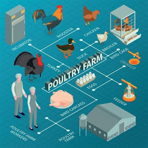 Poultry Farm Isometric Flowchart Vector Illustration Chicken Farm