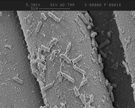 Powering Up With A Microbial Fuel Cell Science Friday