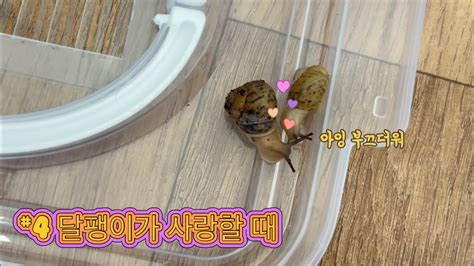 달팽이vlog🐌 4 명주달팽이 키우기 알 낳은 달팽이 달팽이 먹방 Youtube