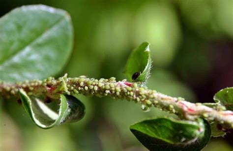 The Dallas Garden School