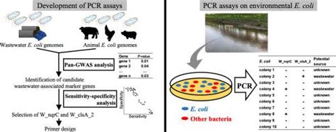 开发用于检测与废水相关的大肠杆菌分离株的两种微生物来源追踪标记 Science Of The Total Environment X Mol