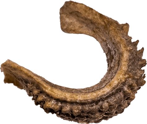 Calêndula Tinis Crie Vida E Natureza Dentro Da Sua Casa