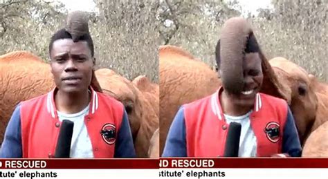 기다란 코로 얼굴 더듬어 뉴스촬영 중 10번 넘게 Ng난 이유