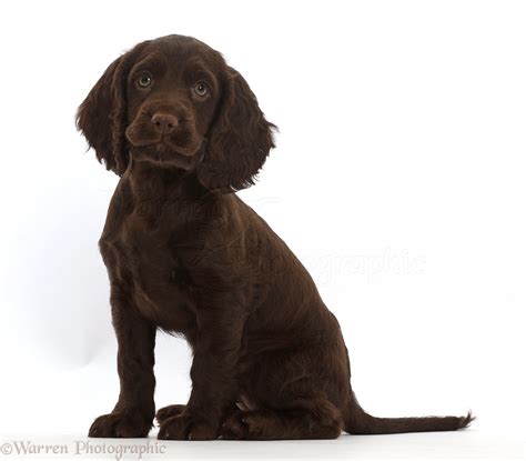 Dog Chocolate Cocker Spaniel Puppy Photo Wp45919