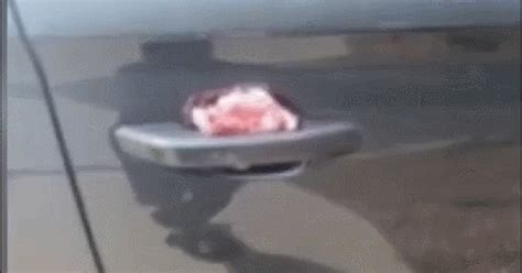 차 손잡이에 웬 휴지가마비 부른 사건 美서 또 나왔다 영상