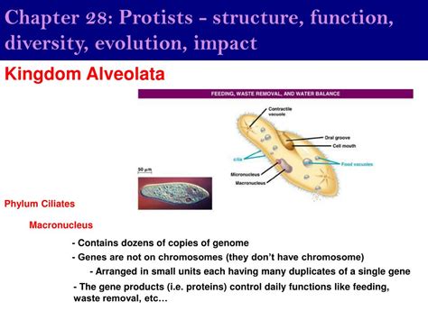 Ppt Chapter 28 Protists Structure Function Diversity Evolution