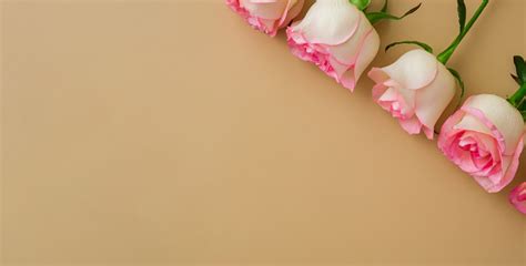 베이지 색 배경에 섬세한 핑크 장미 최소한의 트렌디 한 구성 추상미술 아이디어 로맨틱 한 파스텔 핑크 장미 꽃 현대미학 중립 지구 색조 배너 0명에 대한 스톡 사진 및 기타